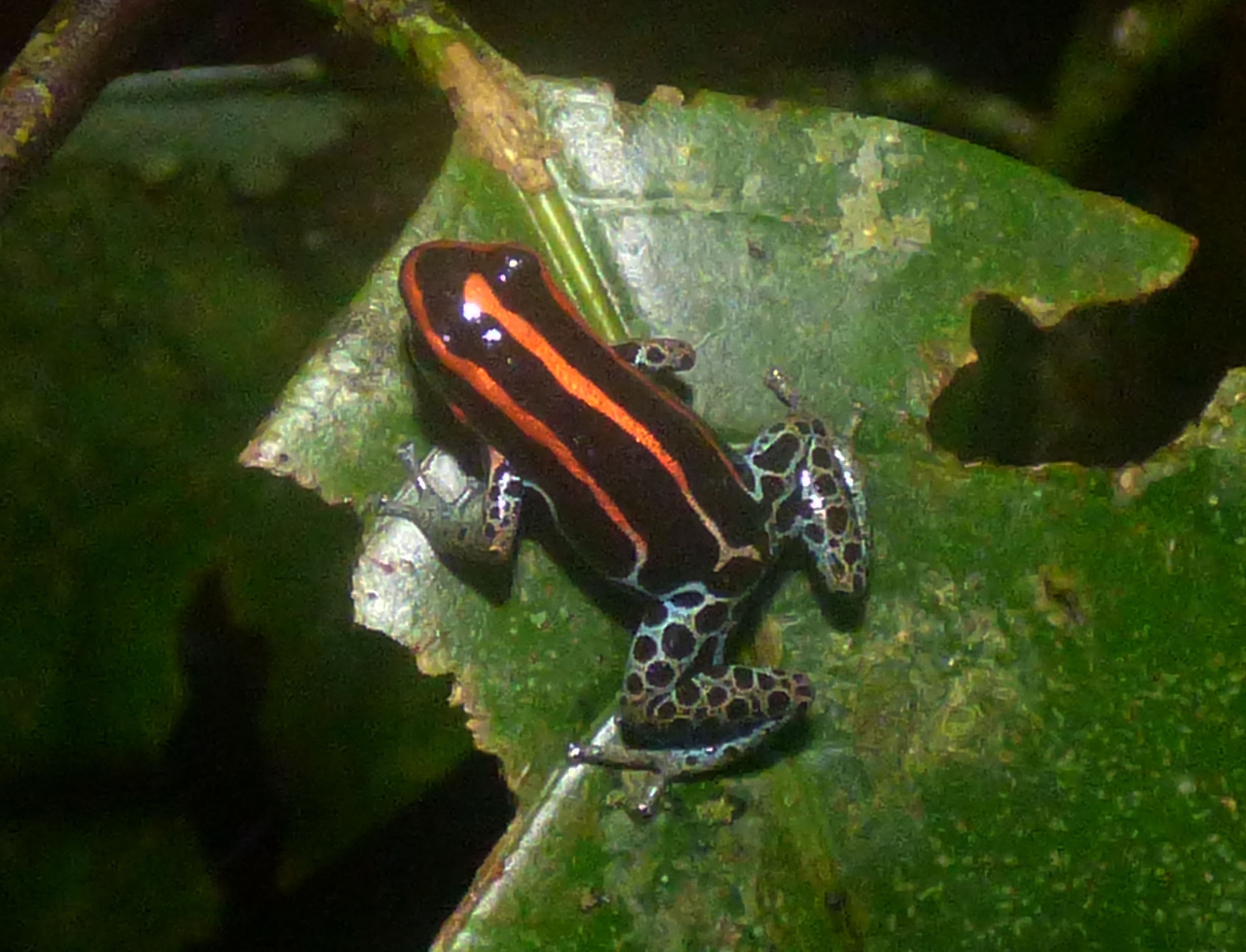 ranitomeya ventrimaculata · EcoTurismo Yasuní